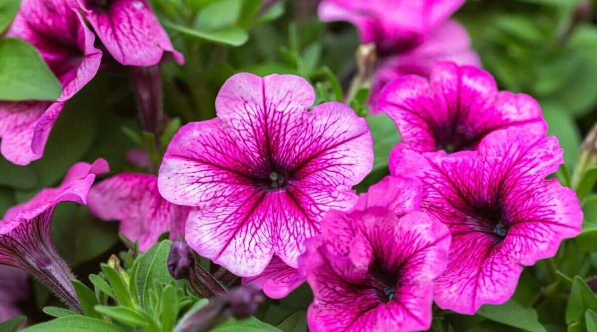 All You Need To Know About Wave Petunia - The Perfect Flower For Your ...