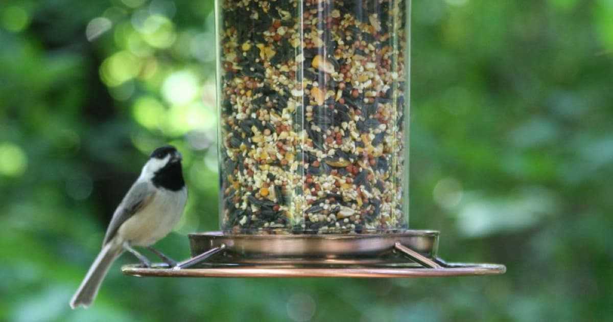 Bird Feeder Lowes: The Ultimate Selection For Attracting Birds To Your ...