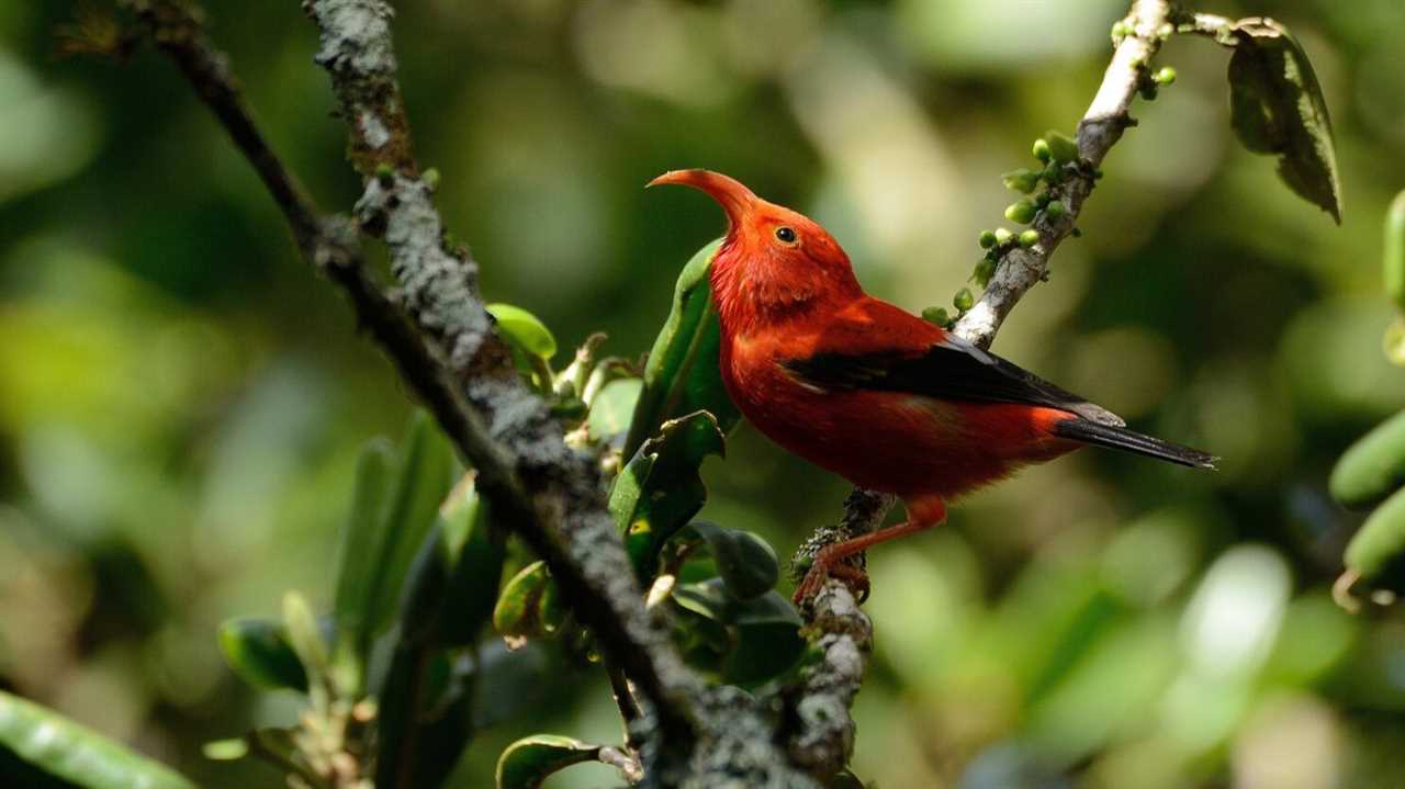 Birds Of Kauai: Discover The Unique Avian Species Of The Island ...