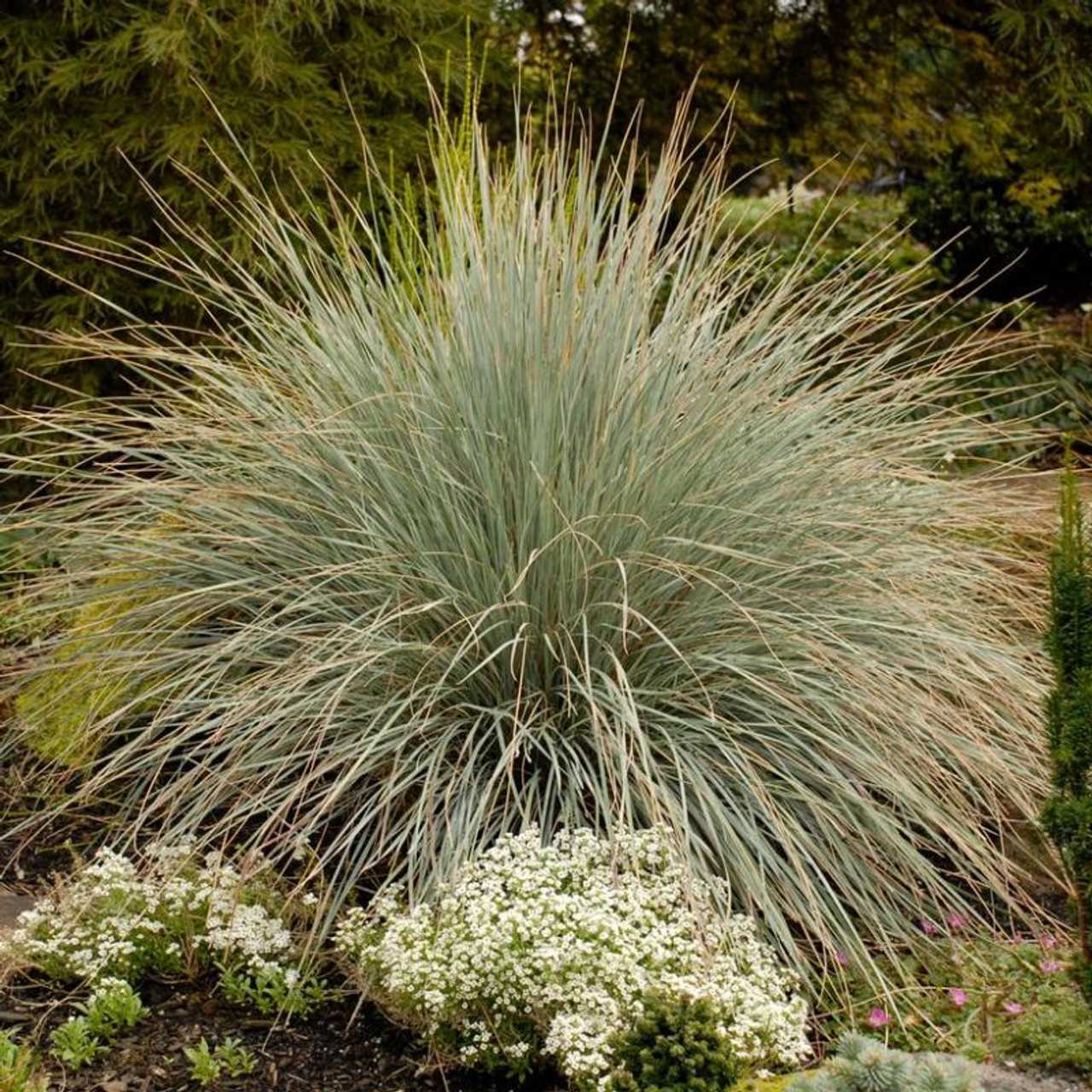 Blue Oat Grass: A Guide To Growing And Caring For Helictotrichon ...