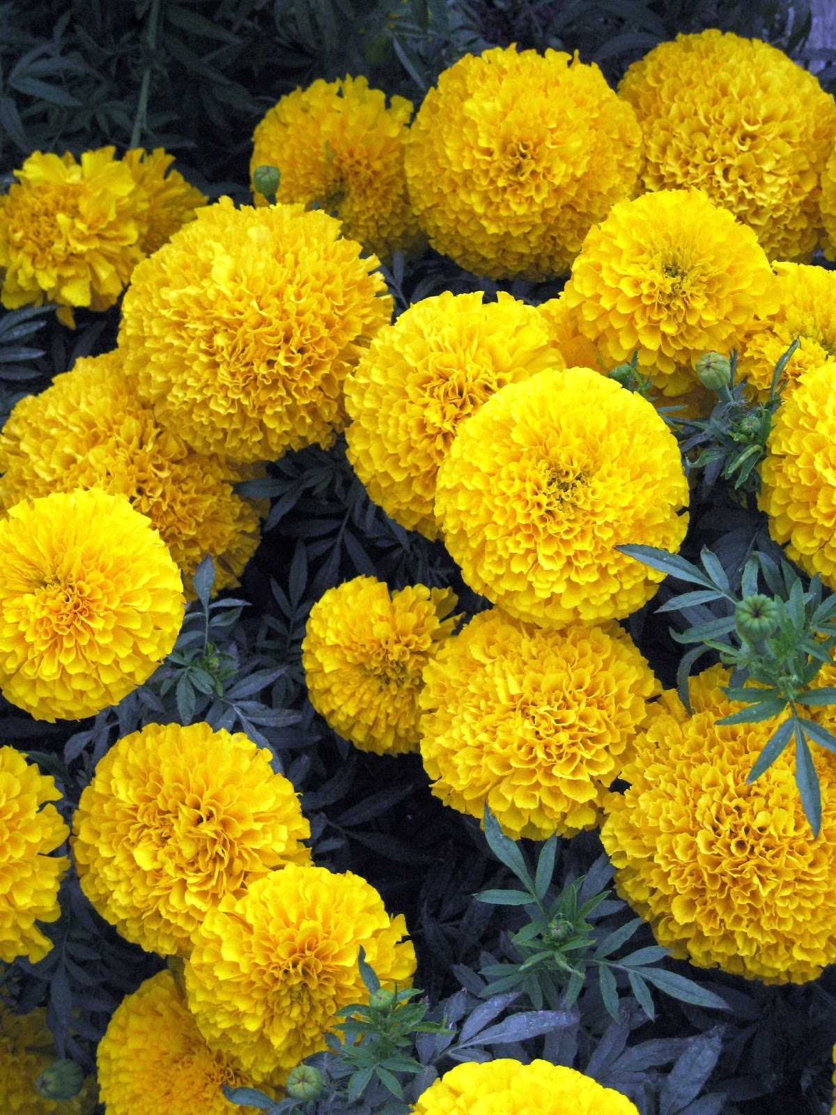 Discover The Beauty And Benefits Of Mexican Marigold: Your Ultimate ...