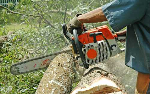Tree Cutter: The Ultimate Guide To Efficiently Cutting Trees - [Updated ...