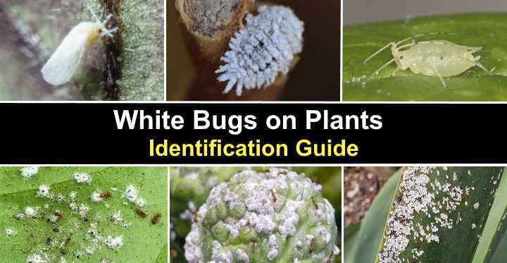 Identifying And Treating White Bug: A Guide To Handling A Common Pest ...